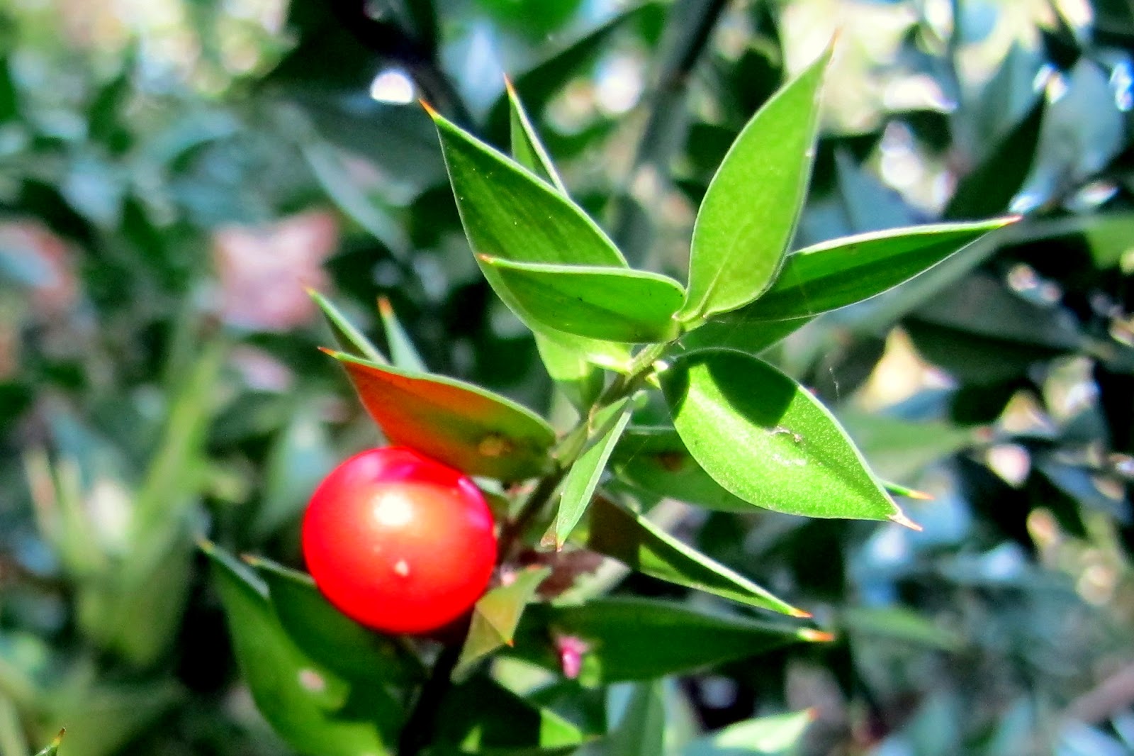 trekking de bernard: Ballade nature en Grésivaudan : salamandres, fragon