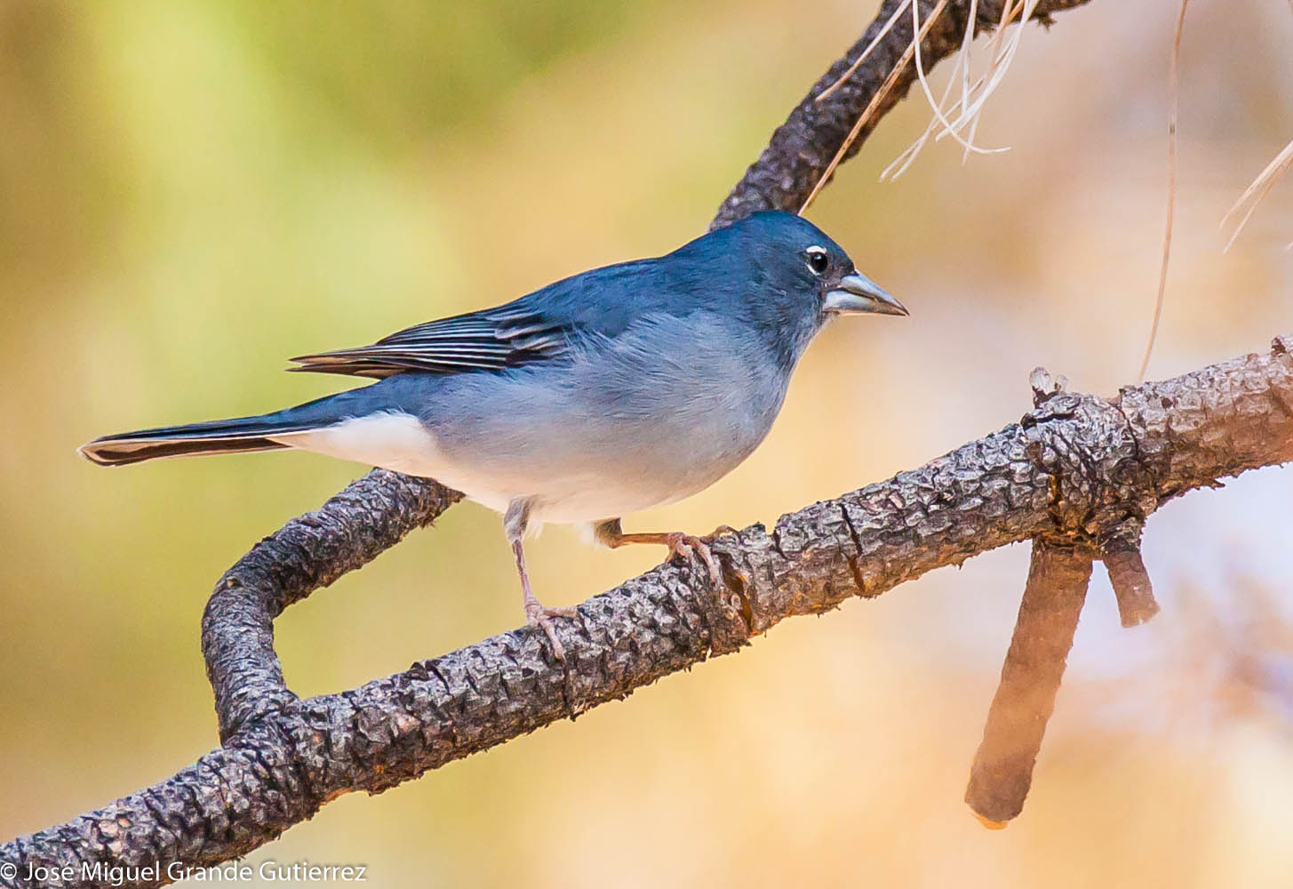 AVECEDARIO2016-UN MUNDO MARAVILLOSO: Pinzón Azul del Teide- Fringilla ...