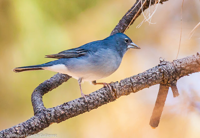 AVECEDARIO2016-UN MUNDO MARAVILLOSO: Pinzón Azul del Teide- Fringilla ...