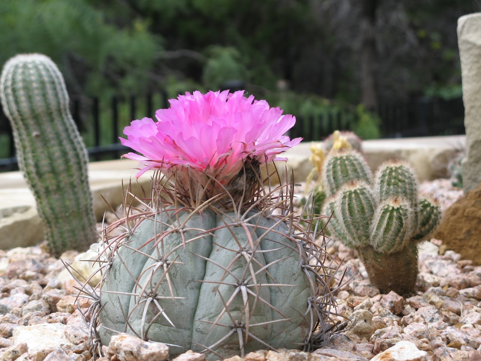 edensouthwest: Eagle Claw Cactus