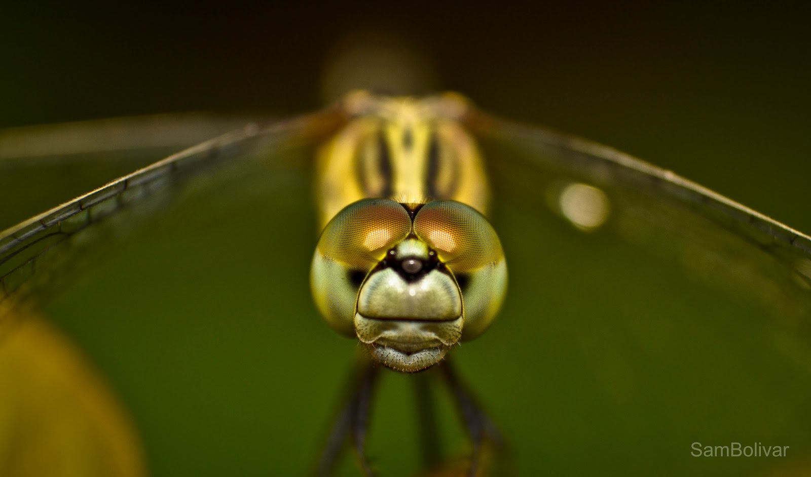 Insects Macro Photography: Tips and Tutorials