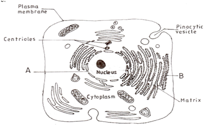 THE CELL FORM 1 QUESTIONS AND ANSWERS