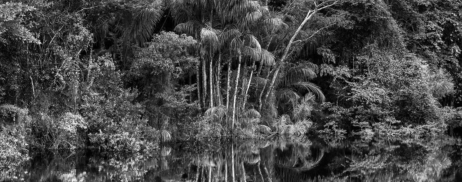 All About Photo: France: Sebastião Salgado Amazônia