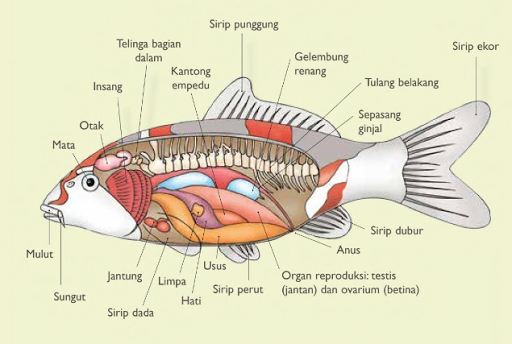 Morfologi dan Fisiologi Ikan koi | Science Media