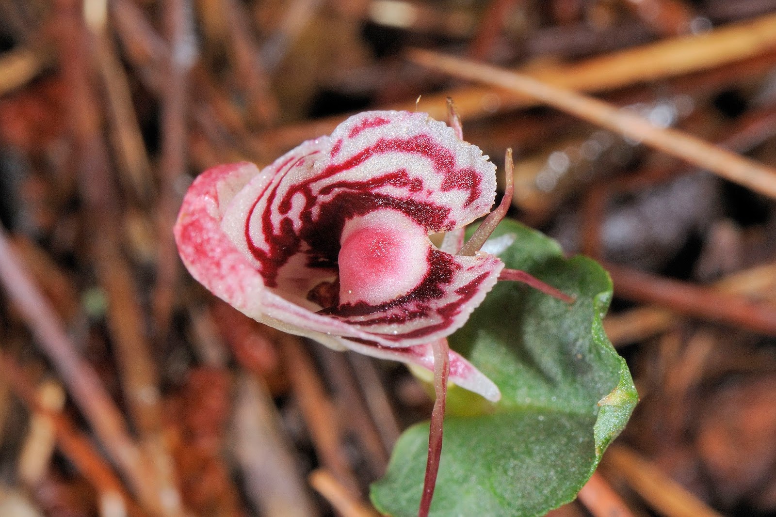 蘭花的故事: Corybas himalaicus 喜馬拉雅盔蘭