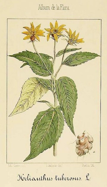 Su šaukštu aplink pasaulį: Topinambų sriuba su šonine ir skrebučiais