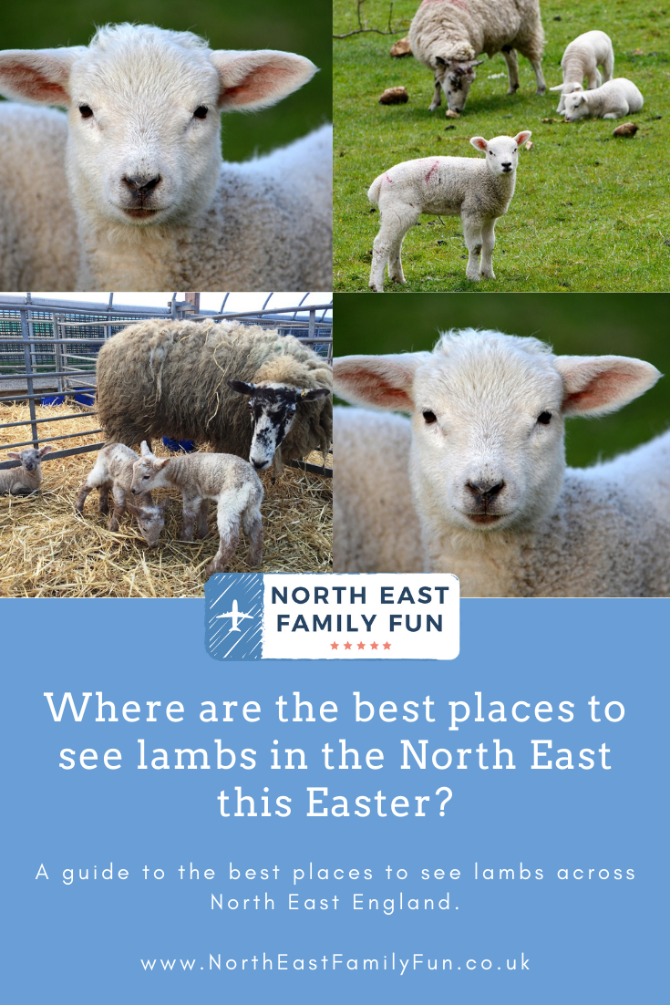 Where are the best places to see lambs in the North East this Easter ...