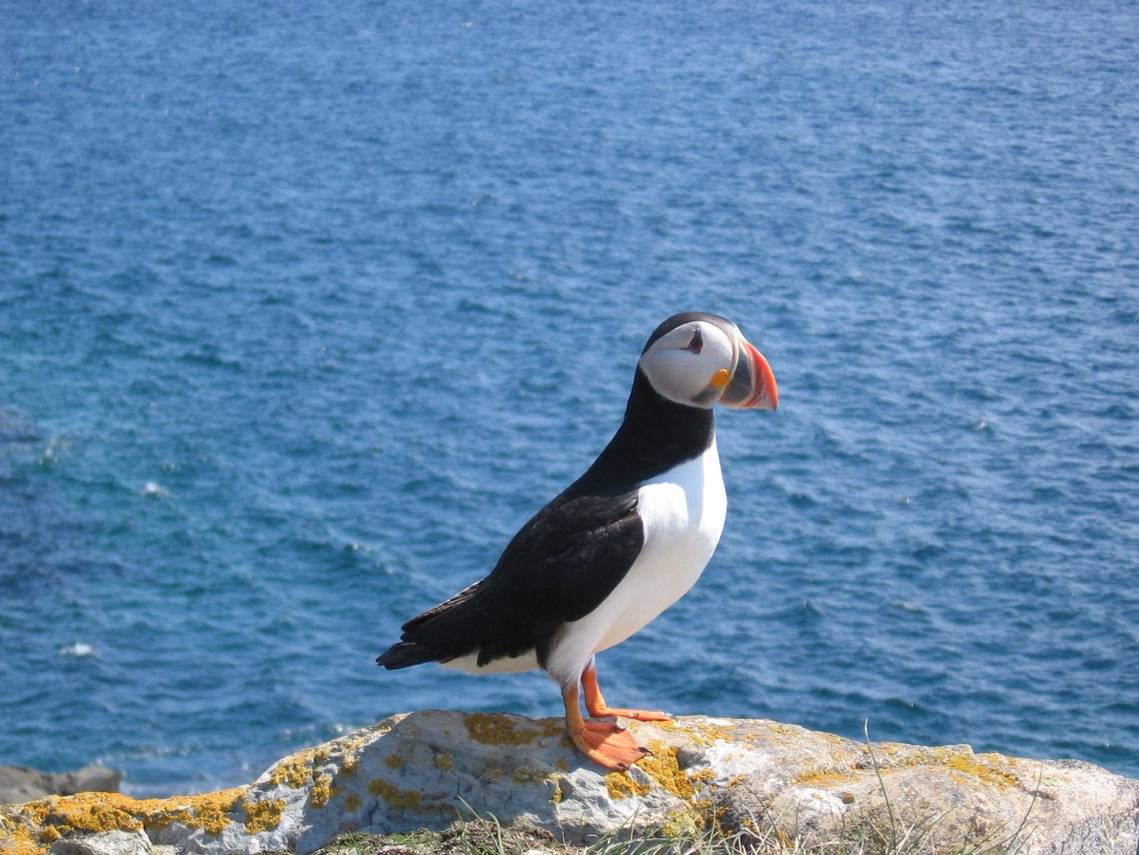 Atlantic Puffins Wildlife Information | All Wildlife Photographs