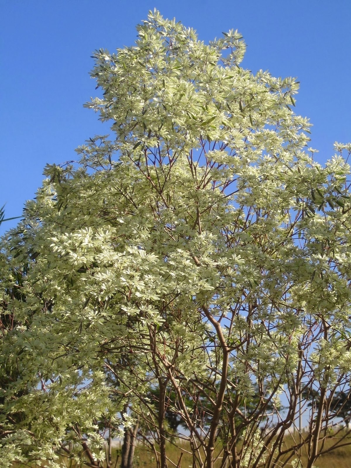 The Sunshine Corner: Snows of Kilimanjaro