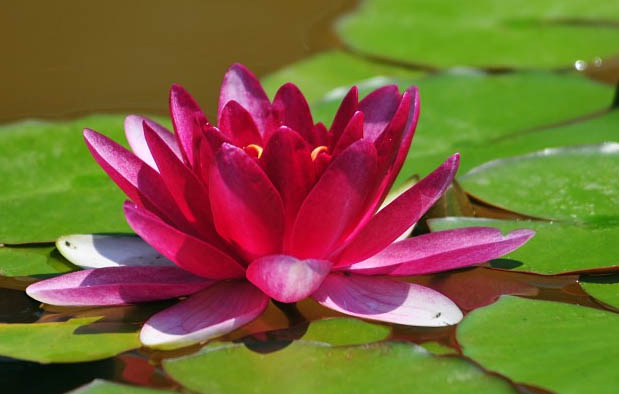 11 Tanaman Pembawa Hoki yang Sebaiknya Menghiasi Taman Anda | Gambar Bunga