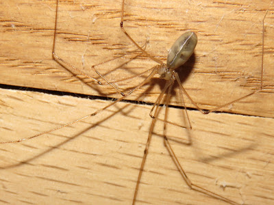 BugBlog: Winter active spiders in the house