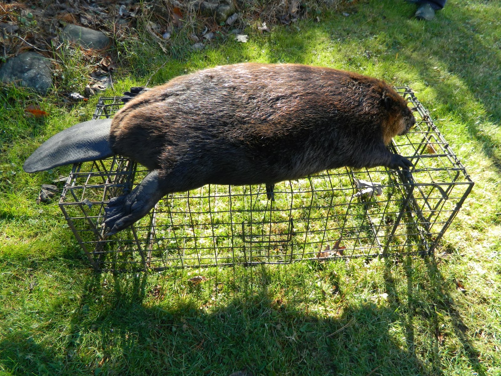 - Comstock Custom Cage