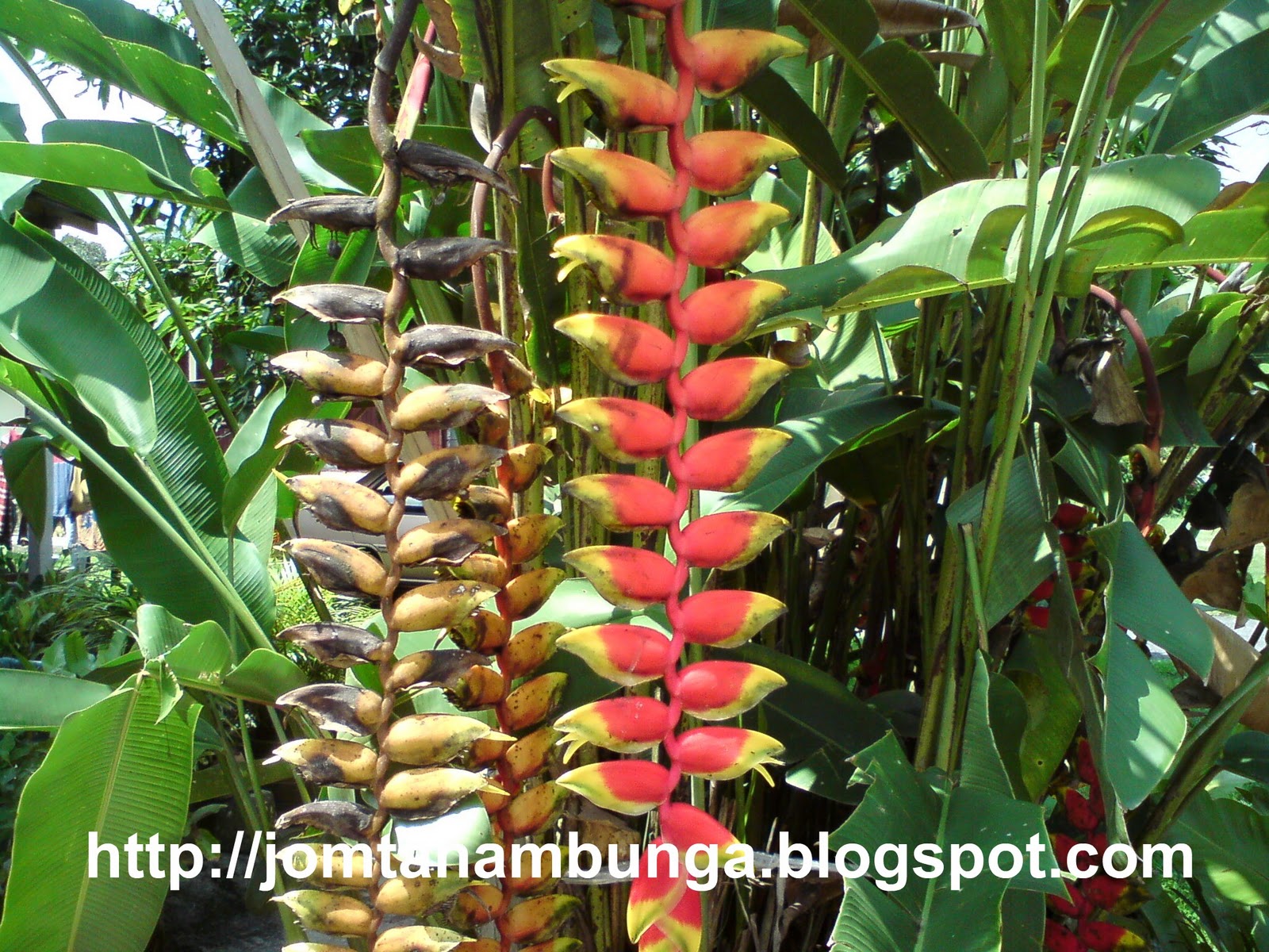 Jom Tanam Bunga: Album Bunga