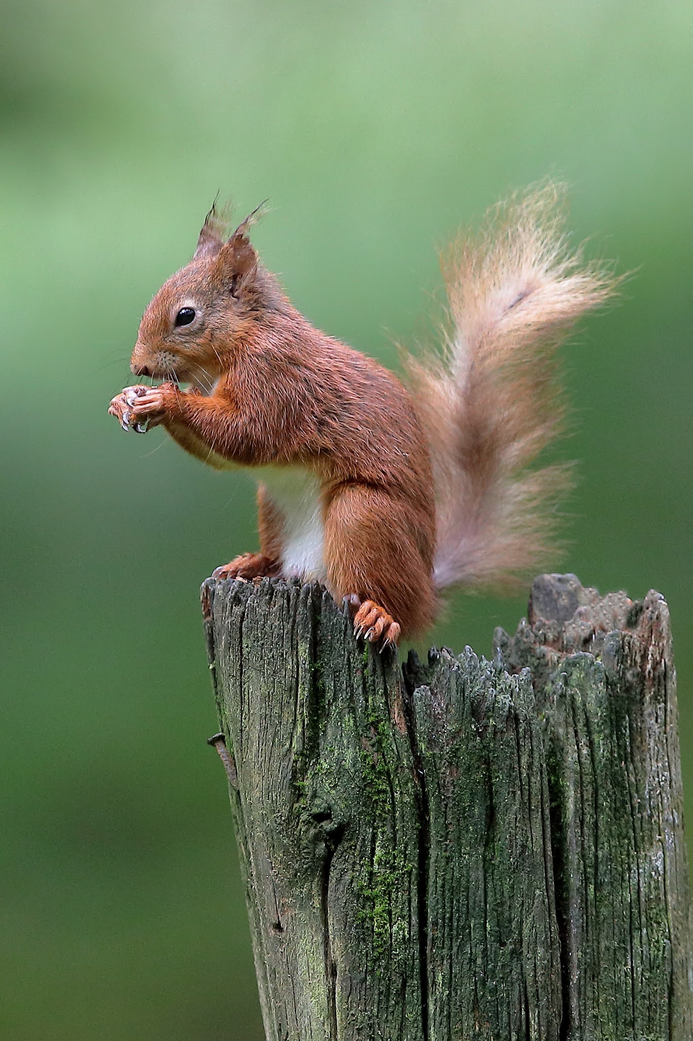 PETER'S PORTFOLIO..............Bird & Wildlife Photography