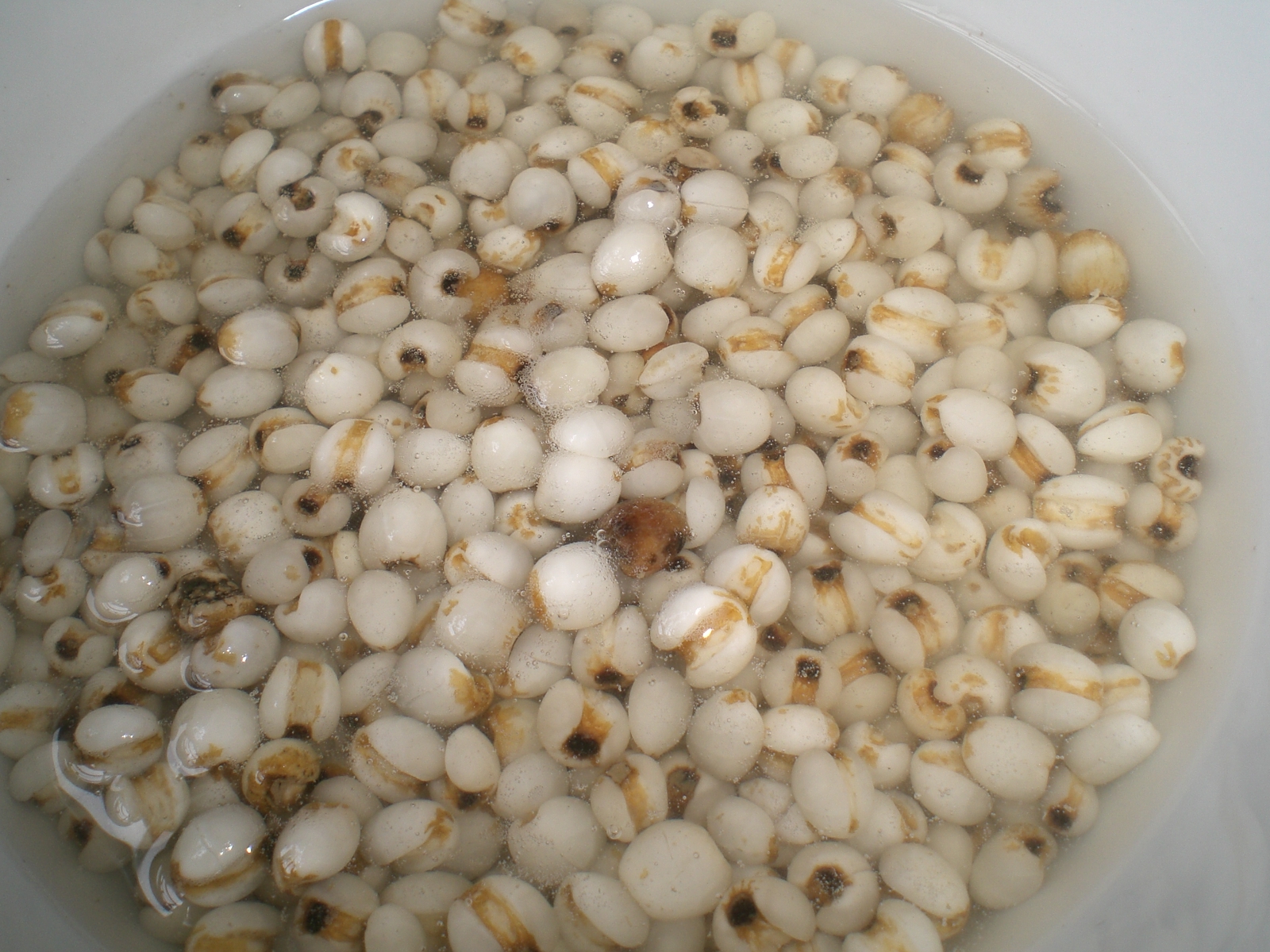 Nature and Farming: Adlai Production Guide