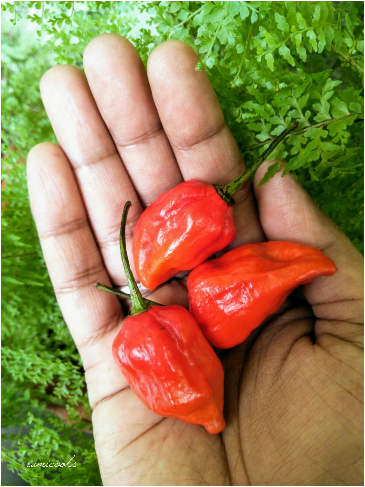 Bhoot Jolokia Pickle / Ghost Chilli Pickle