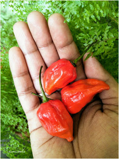 Bhoot Jolokia Pickle / Ghost Chilli Pickle