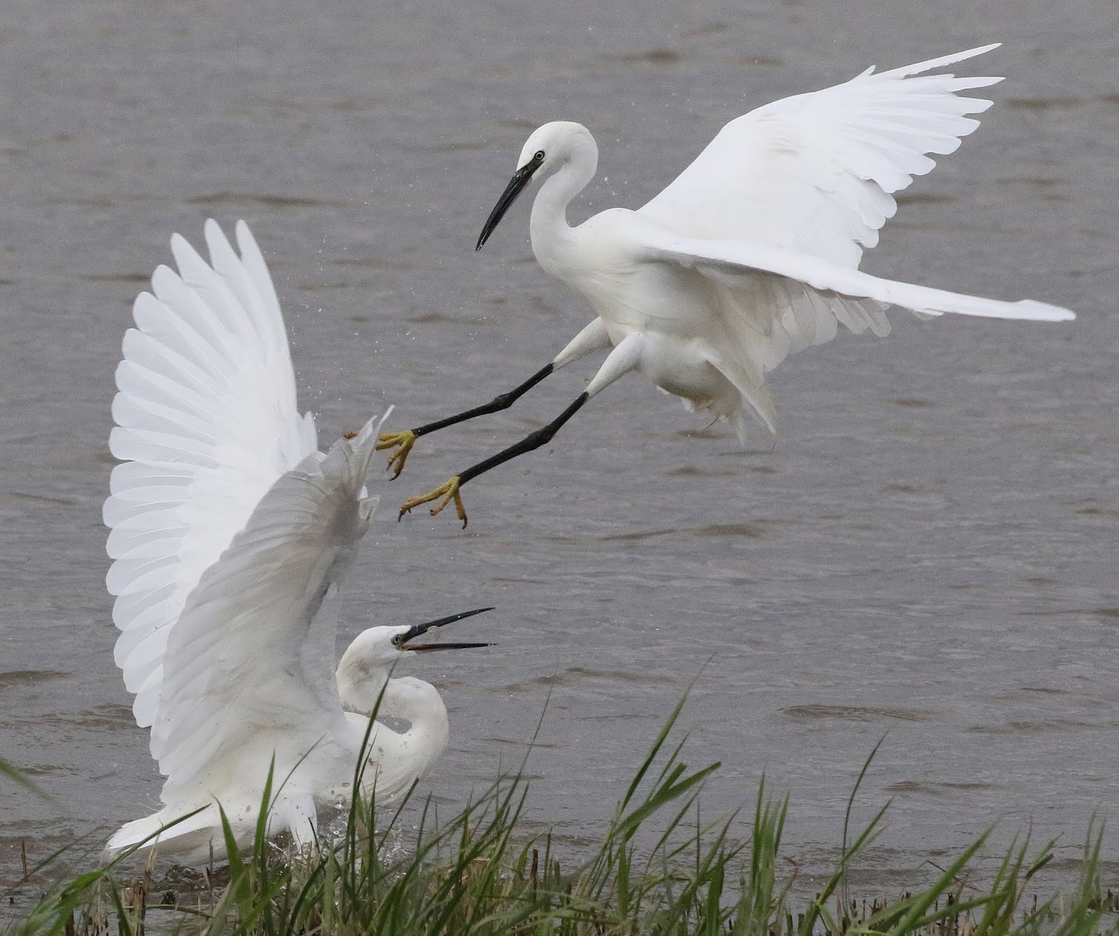 Birding with Flowers: Spurn Migration Festival & Others