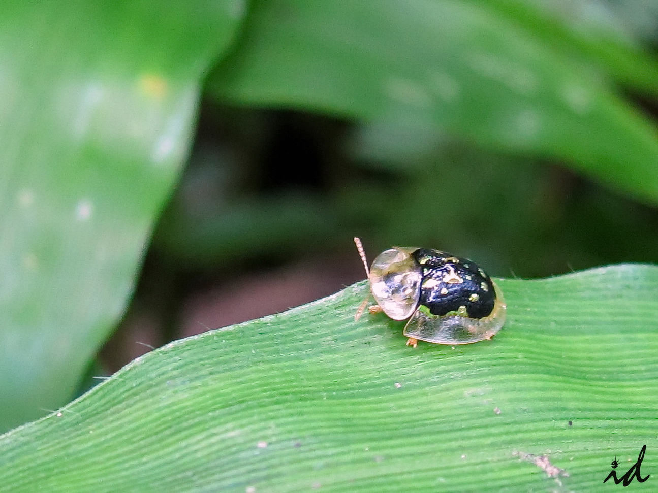 Indonesian Bugs & Others: Tortoise Beetle (Deloyala guttata) from Dago Pakar