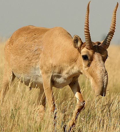 O Livro da Natureza: Antilopes