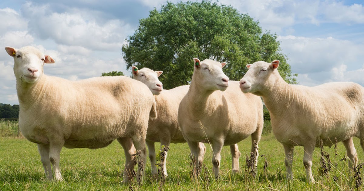 [PDF] GUIA SANITÁRIO PARA CRIADORES DE PEQUENOS RUMINANTES | Vetarq ...