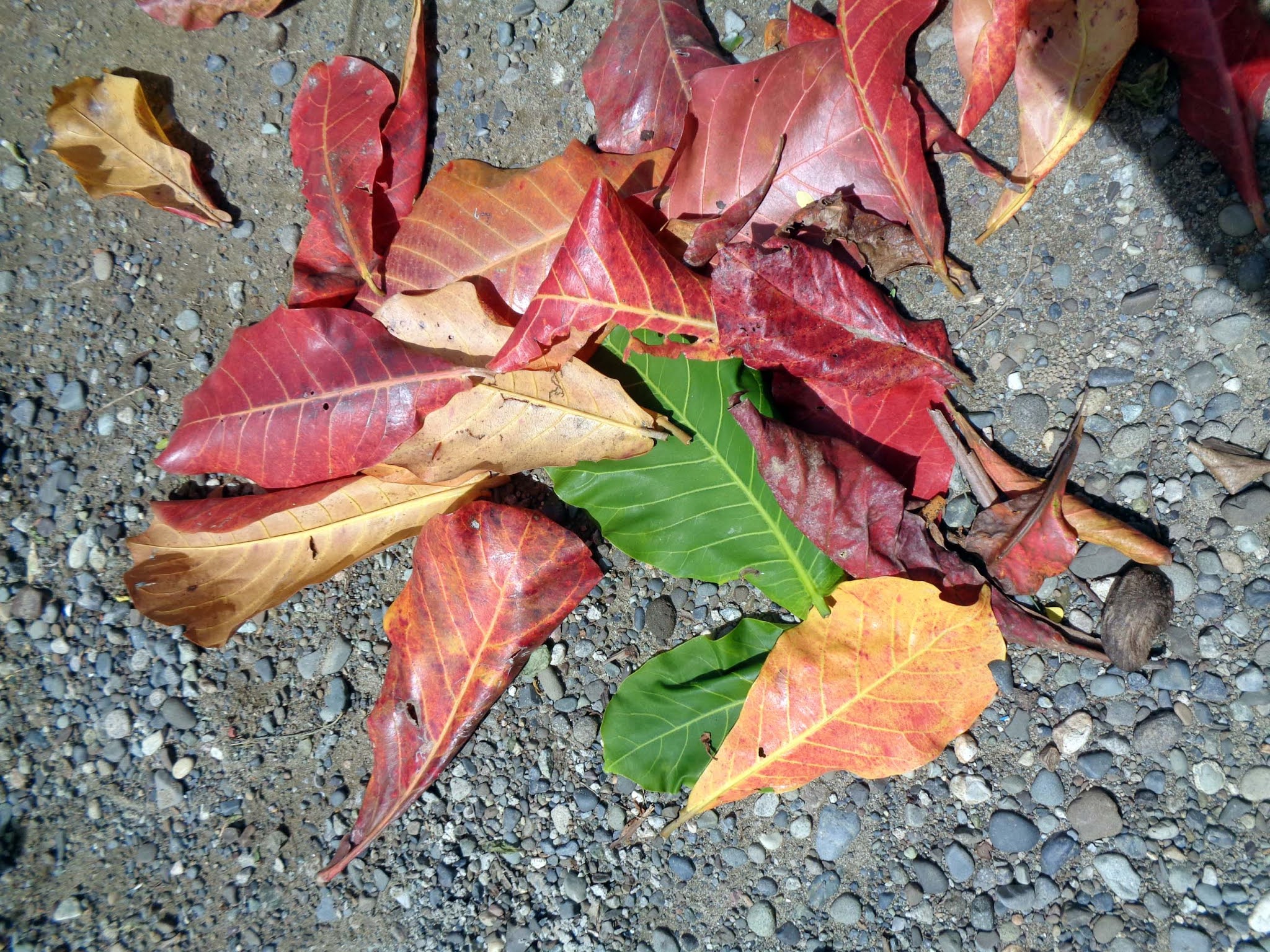 Living with Nature - School on Blog by Dr. Abercio V. Rotor: Talisay ...