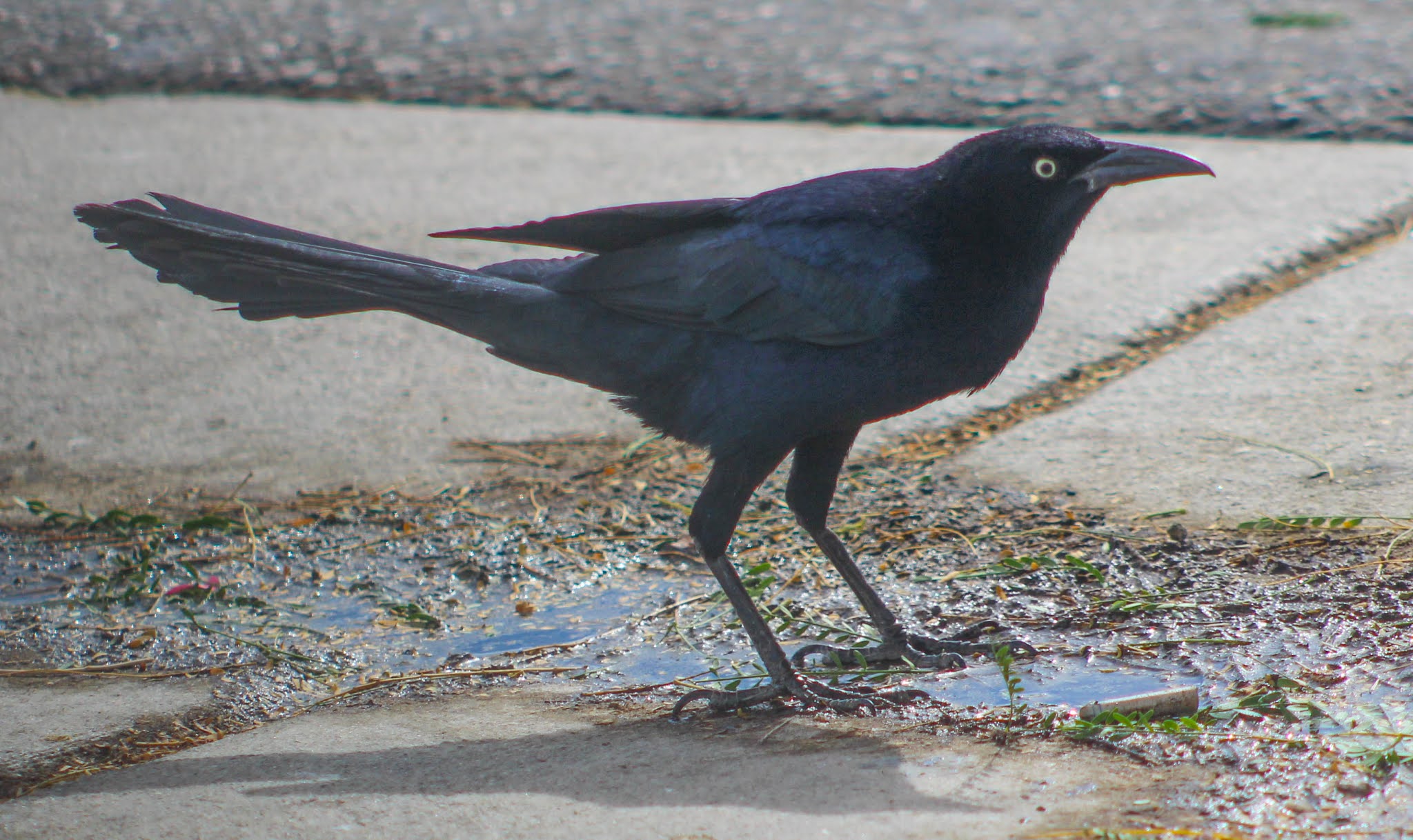 Cannundrums: Great-Tailed Grackle