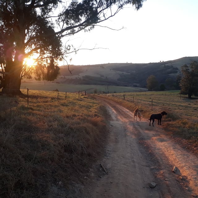 The Introspective Soliloquist