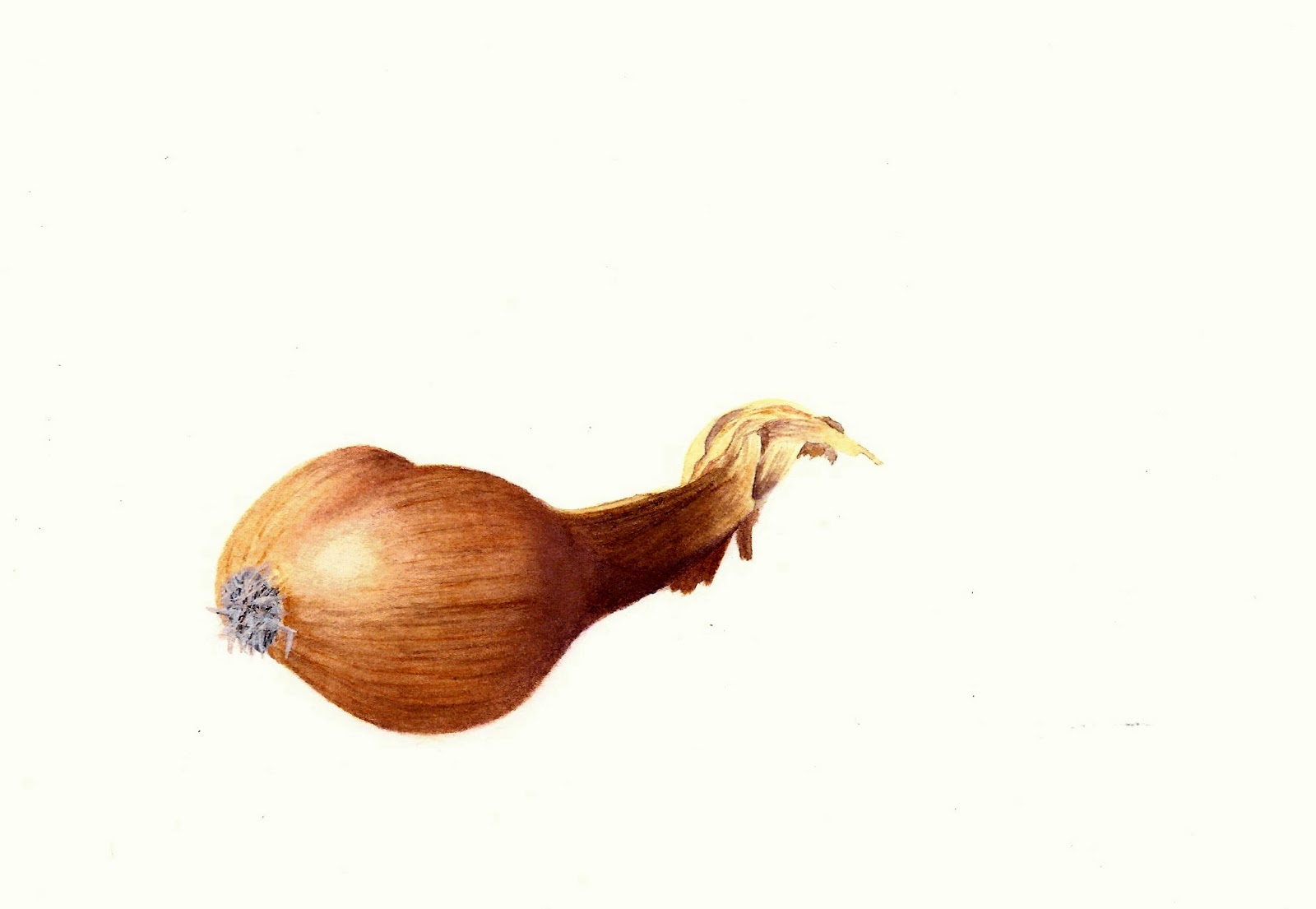 Allison K. Walker Art & Illustration: Watercolor Shallot Study