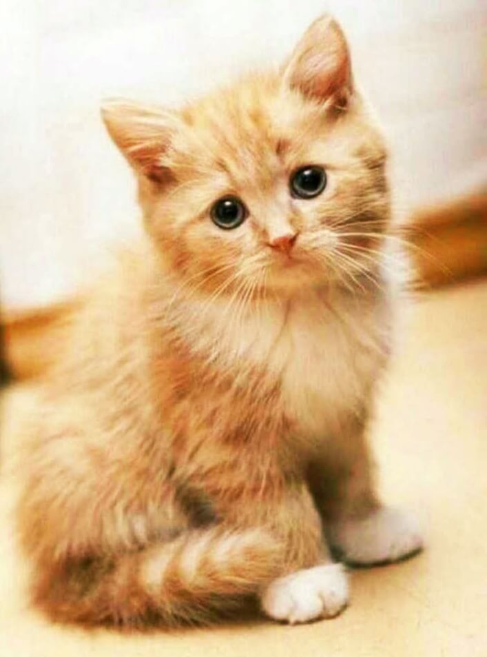 Beautiful Cat Pictures || Beautiful Cat Images || Beautiful Cat ...