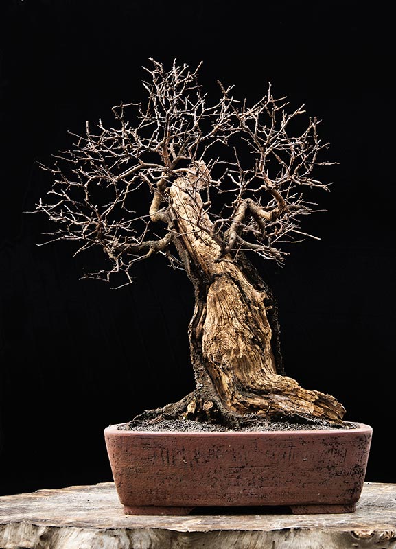 Walter Pall Bonsai Adventures: Prunus #8
