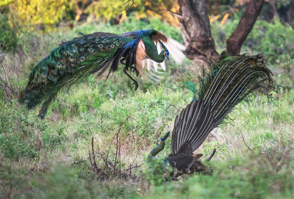 Merak Hijau, Burung Megah Penghuni Rimba Asia Tenggara | RE Tawon