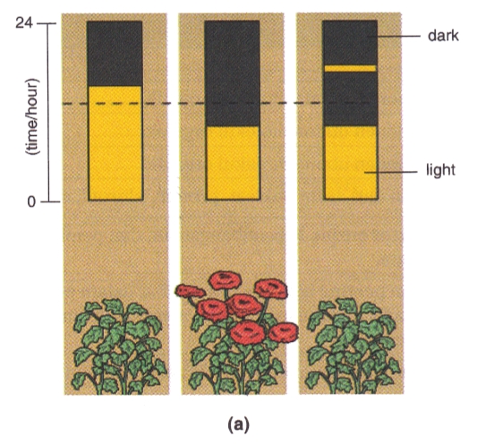 Photo Periodic Control Flower - New Science Biology
