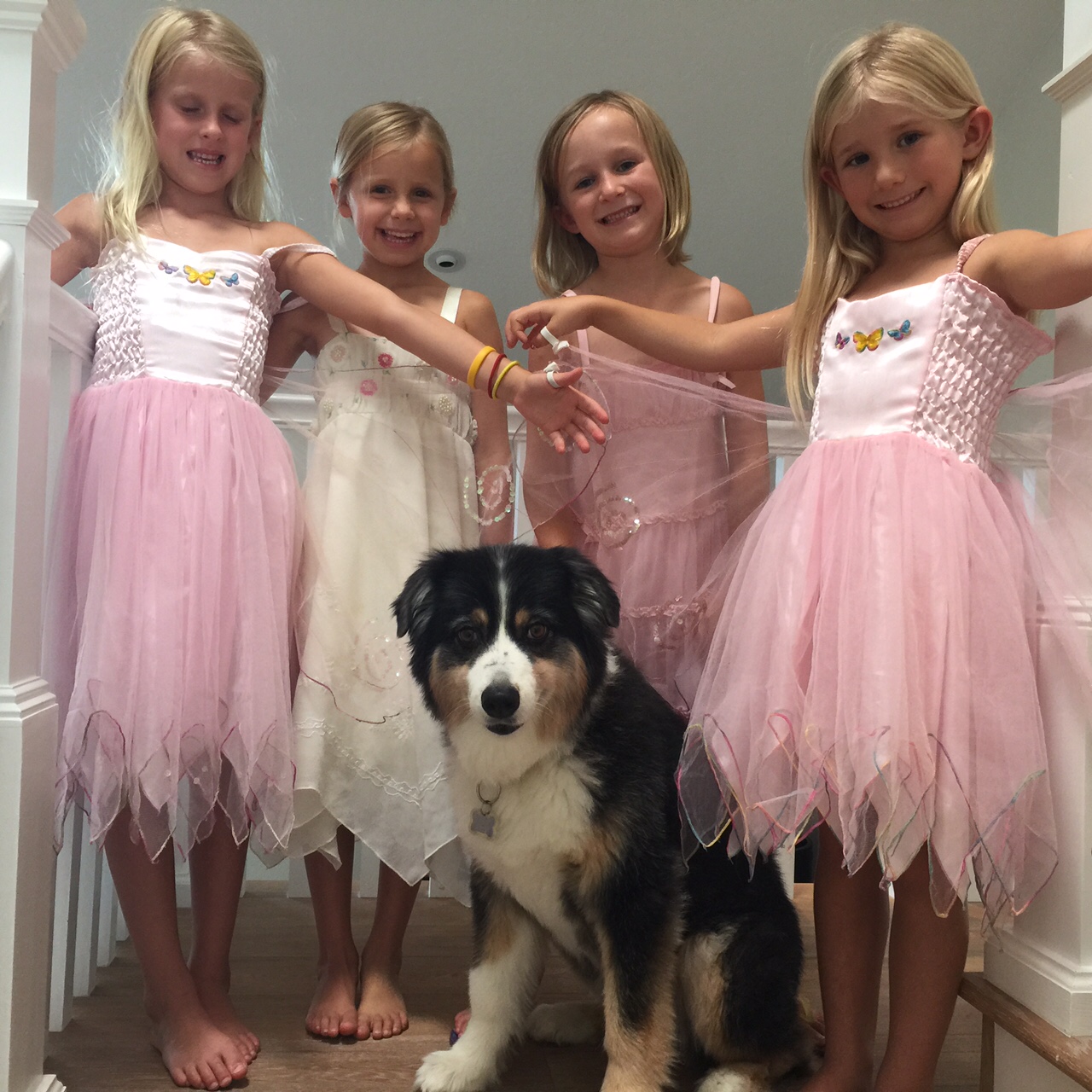 Stonepine Australian Shepherds