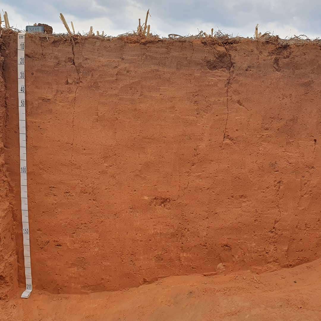 Onde as Plantas Crescem - Latossolos