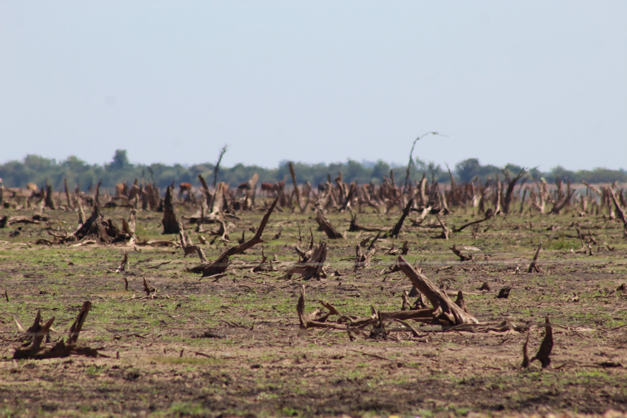 ASOCIACION ECOLOGISTA RIO MOCORETA: EL RIO URUGUAY ESTA BAJO, EN LA ...