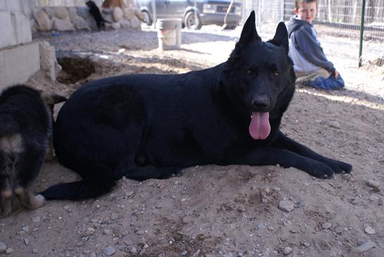 Big German Shepherds: Solid Black German Shepherds