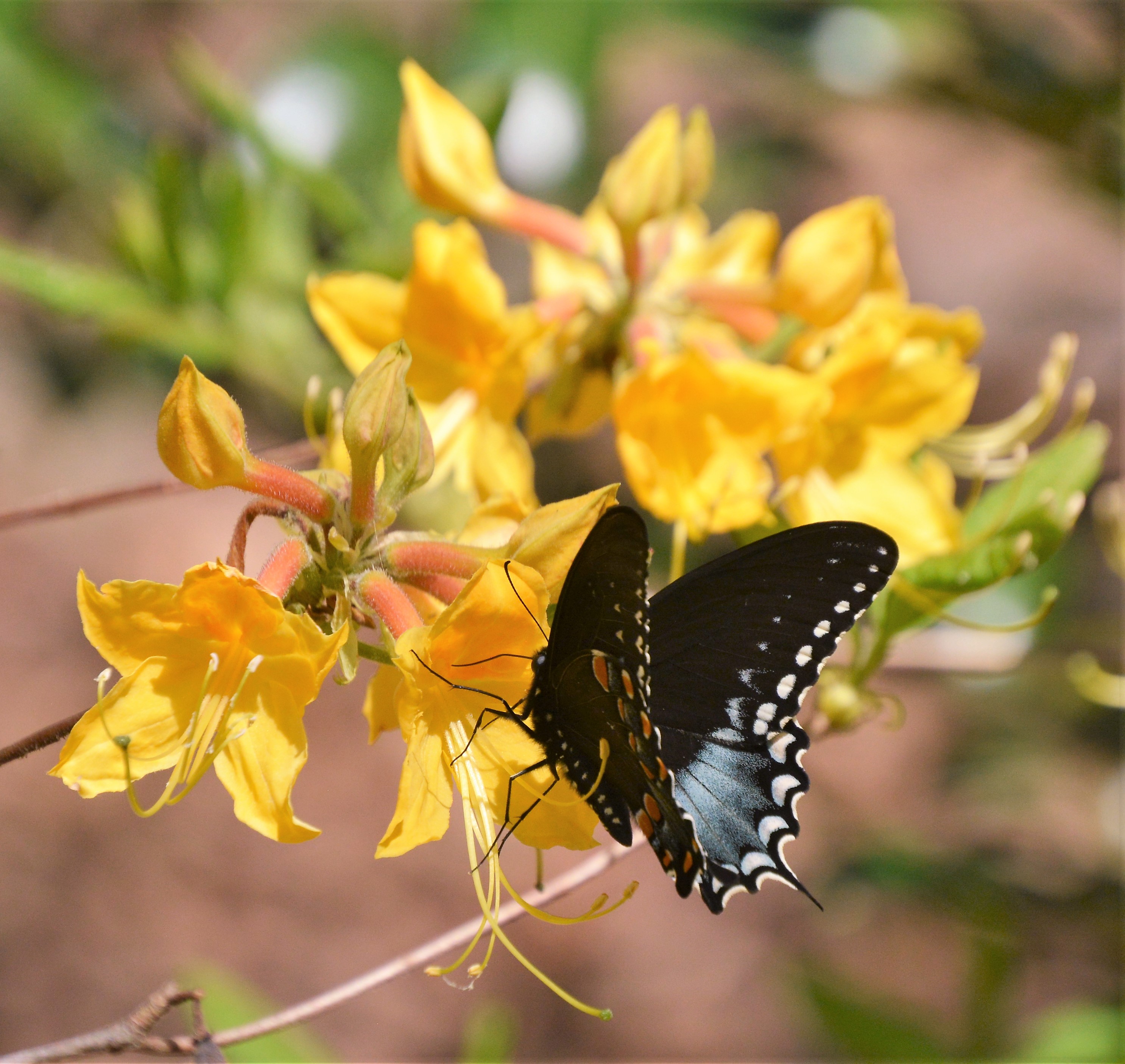 Admiral Semmes Azaleas & Butterflies