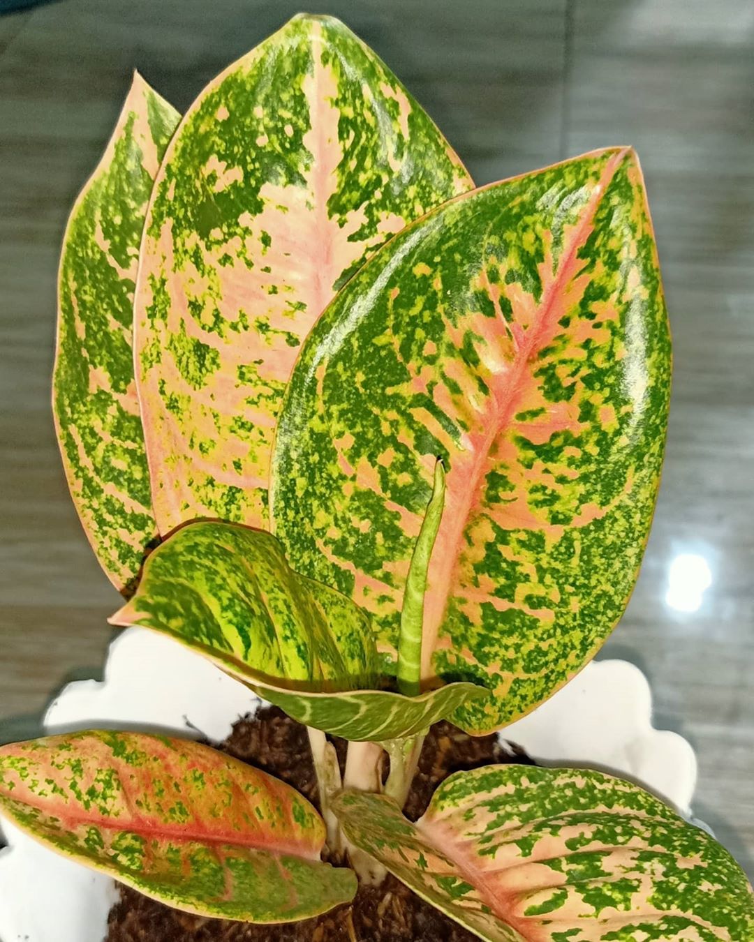 20 + BUNGA YANG LAGI VIRAL 2020 - theFikkar