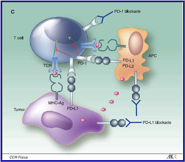 The Arts, Sciences and Medicine: PD-1 and CANCER
