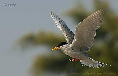 River tern images | Birds of India | Bird World