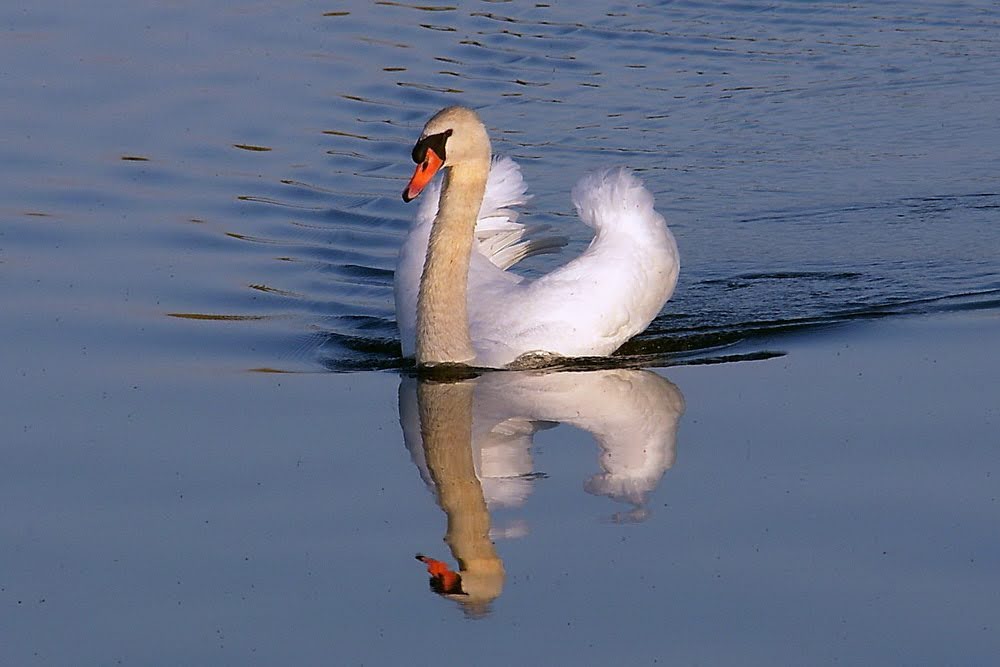 Eye Candy: Swan Body Language