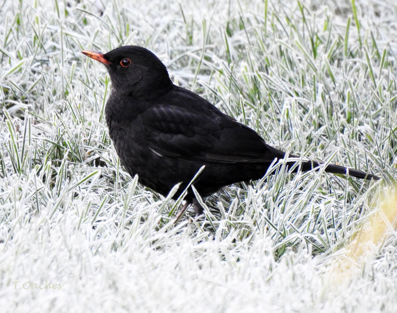 PASARI DIN ROMANIA: MIERLA (1), Turdus merula