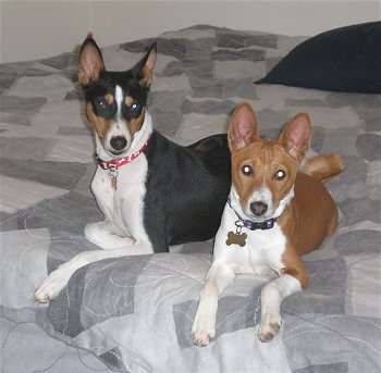 Basenji Dog Picture, Wallpaper of Puppies - Cute and Funny Pet Wallpaper