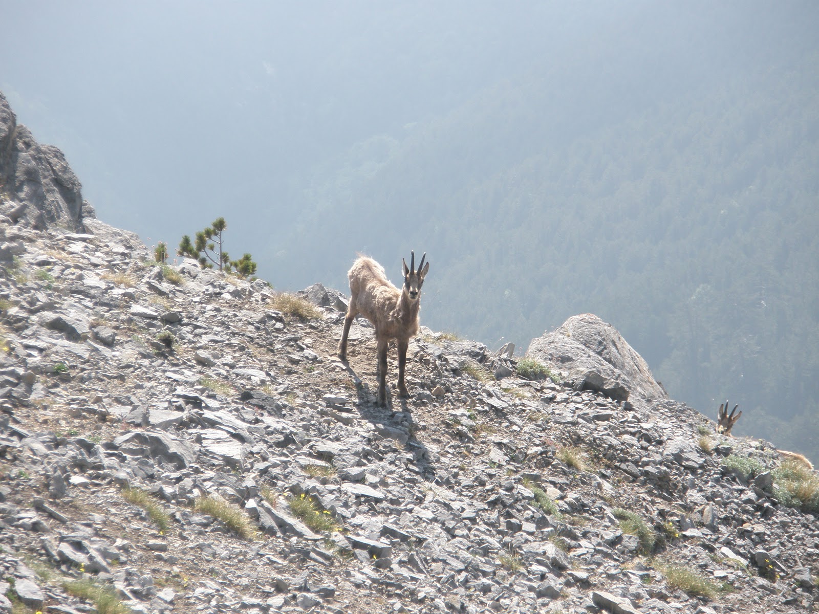 SV3GLI: ΟΛΥΜΠΟΣ : ΜΥΤΙΚΑΣ 2917 m. - ΠΡΟΦ. ΗΛΙΑΣ 2788 m. ΣΚΟΛΙΟ 2905 m ...