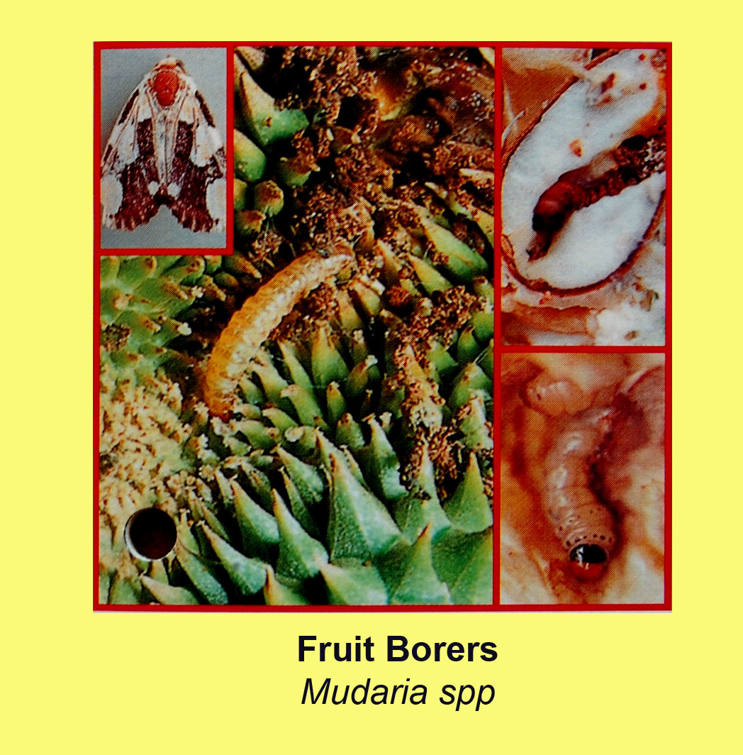 Durian Info: Durian Pests and Diseases