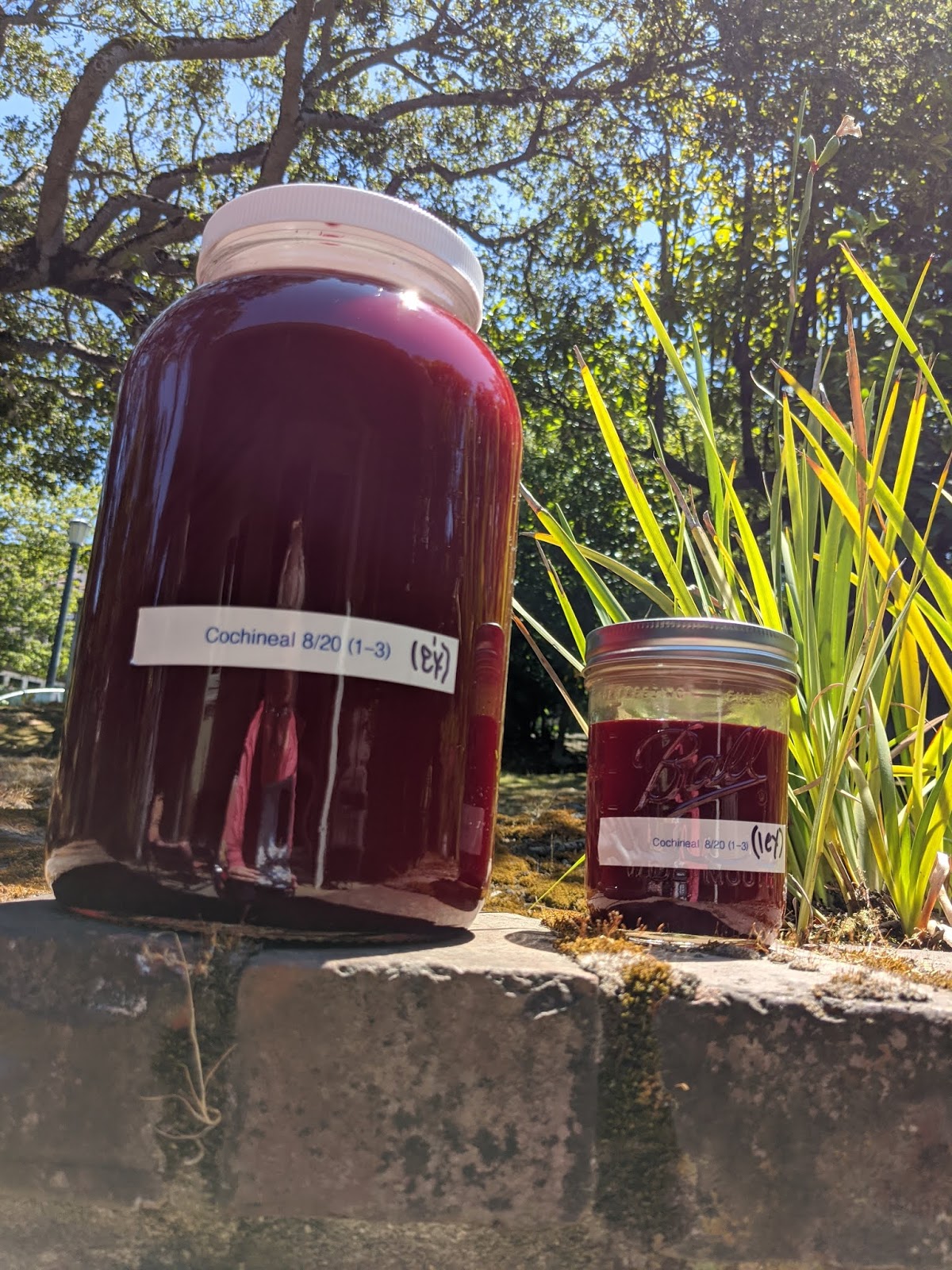 Eden By The Bay: Dye Project: Cochineal (Bugs!)