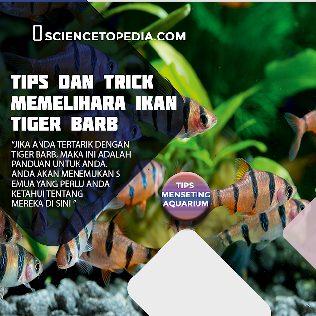 Tips dan Trick Memelihara Ikan Tiger Barb / Sumatra - ScienceTopedia
