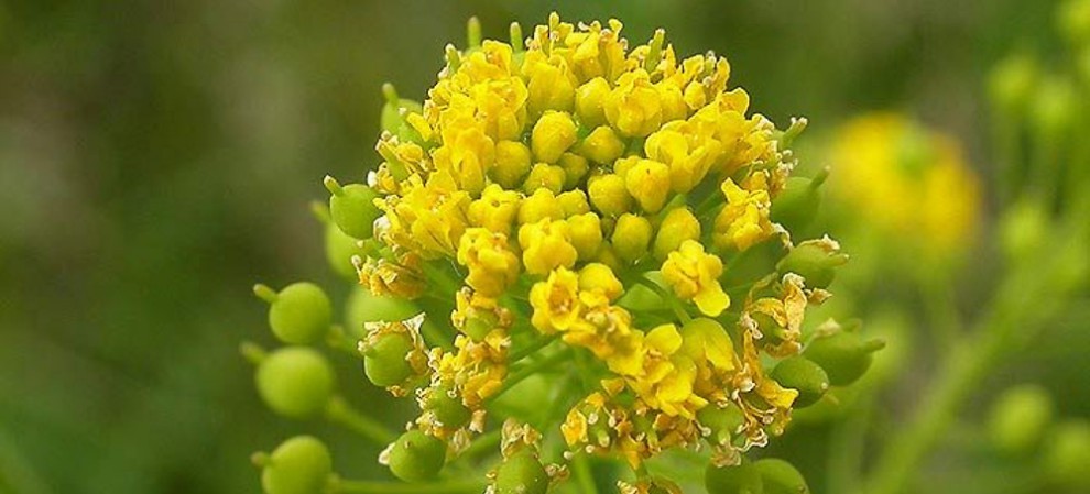 Plantas crucíferas: 20 ejemplos - Biología