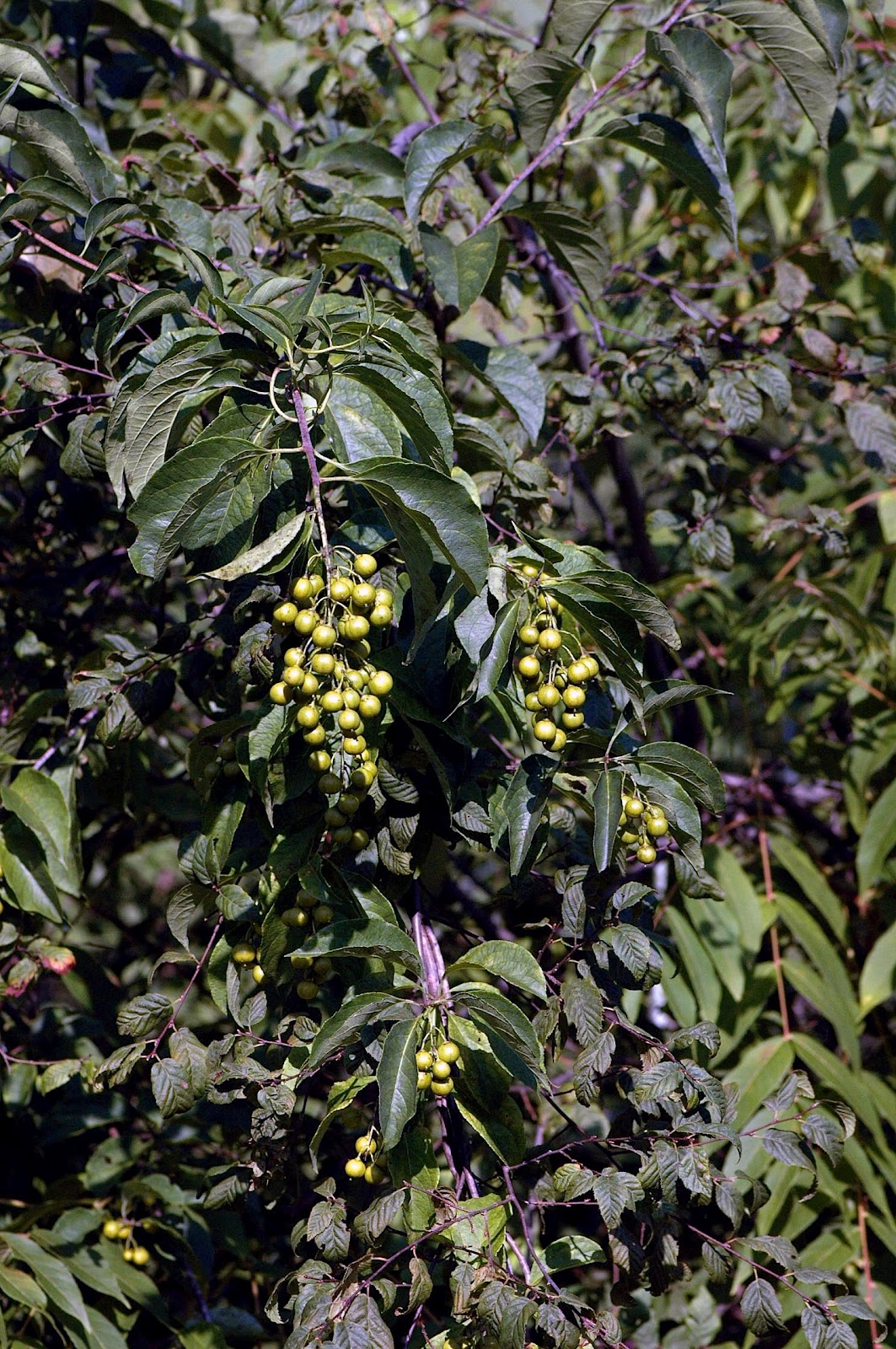 Field Biology in Southeastern Ohio: Wetlands In August